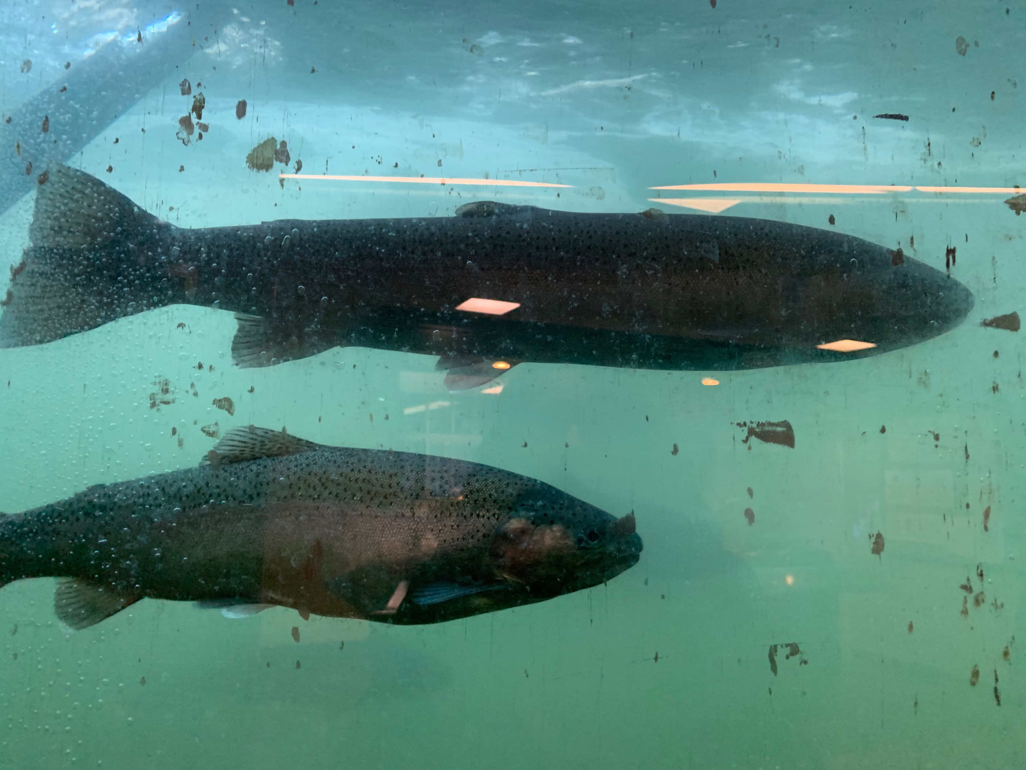 Erica Gies / SlowWater.world (@egies@masto.ai) - Mastodon