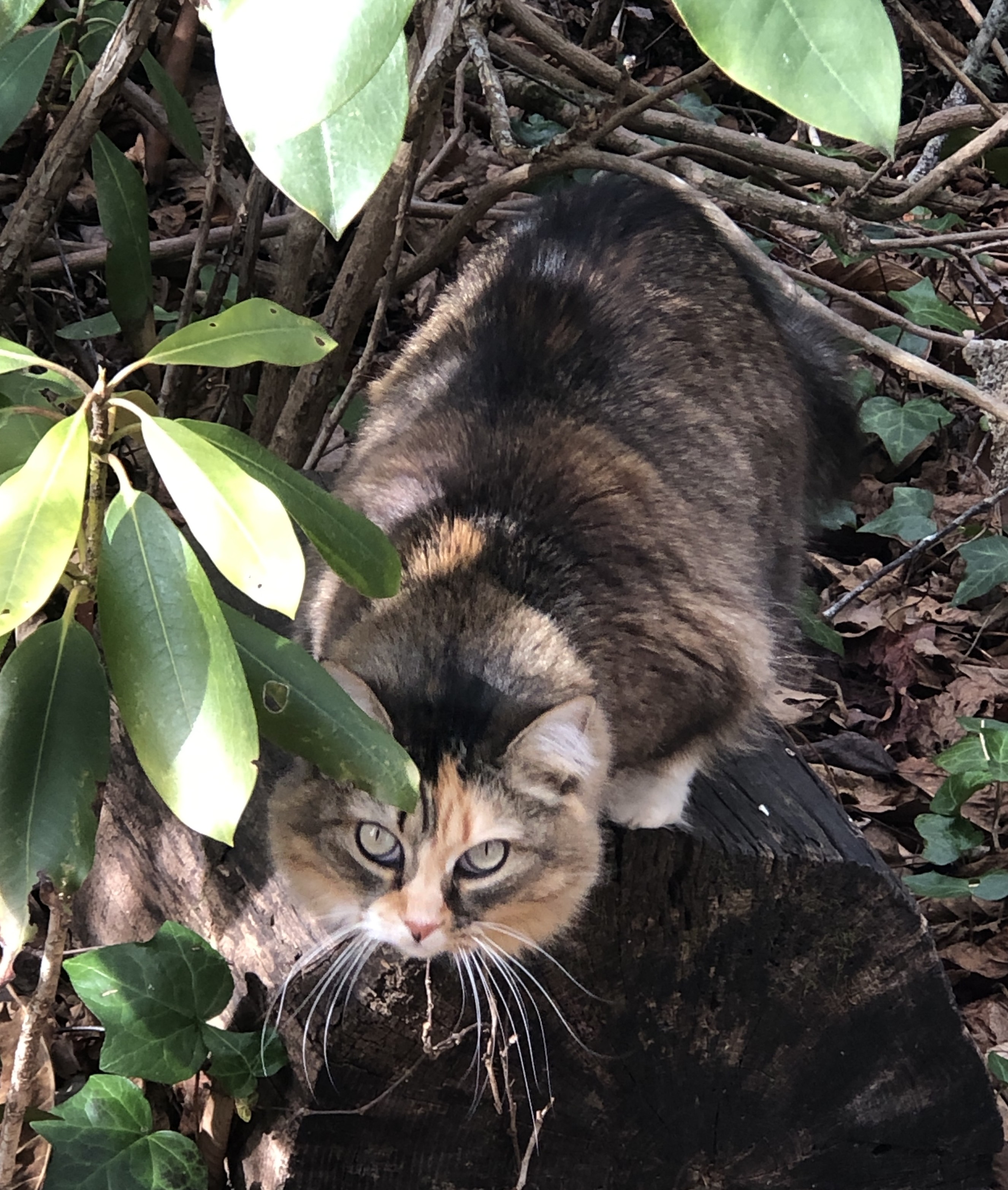 Global Cat (@globalcat@mastodon.social) - Mastodon